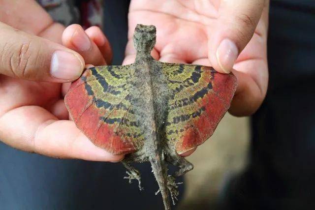 新的会飞的爬行动物已经出现，这种蜥蜴被称现代翼龙，已长出翅膀