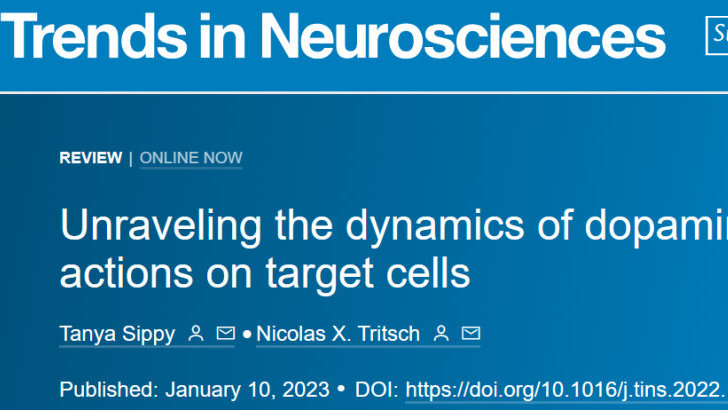 Trends in Neurosci综述：神奇的多巴胺|生物学与医学|突触|细胞|神经元|受体_新浪新闻