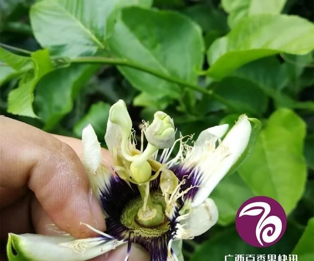百香果需不需要人工授粉，人工授粉该如何操作？