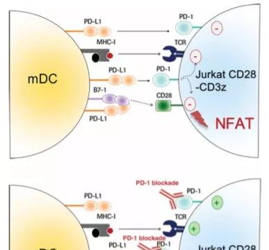 PD-L1抑制剂全新抗肿瘤机制和SCLC免疫治疗—抗癌管家|抗癌|抑制剂|肿瘤_新浪新闻