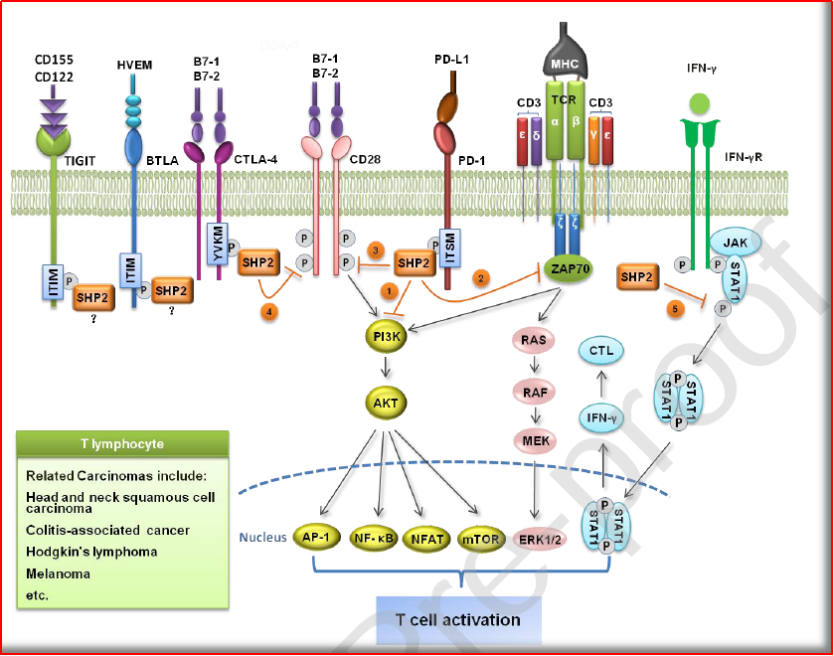 创新型药企瞄准SHP2，该靶点未来可期？