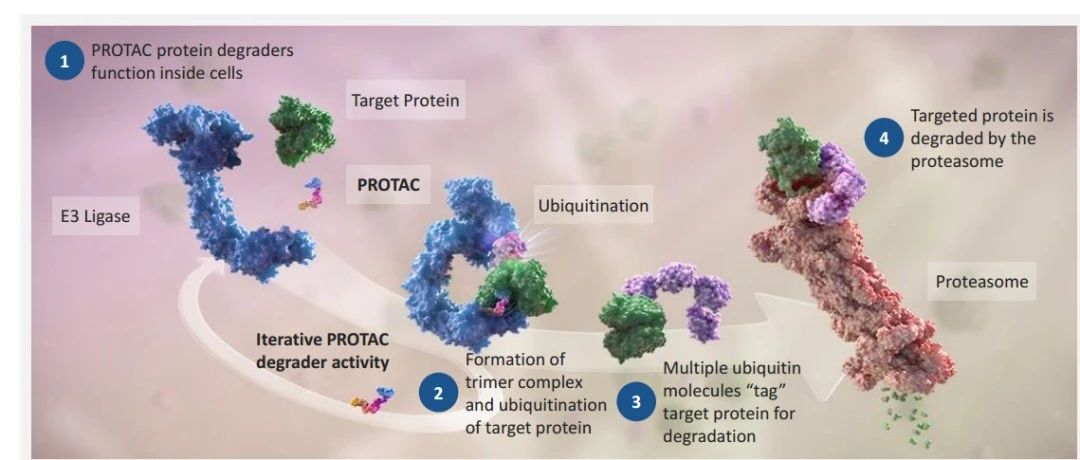 AACR重磅：PROTAC分子 ARV-110 、ARV-471结构公布|患者|蛋白|靶向_新浪新闻