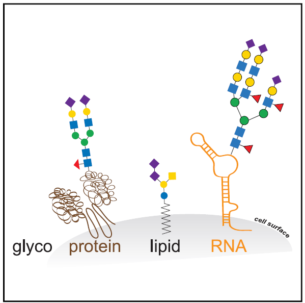 领域奠基之作：Cell 重磅报道可胞外展示的糖基化修饰 RNA——glycoRNA|RNA_新浪新闻