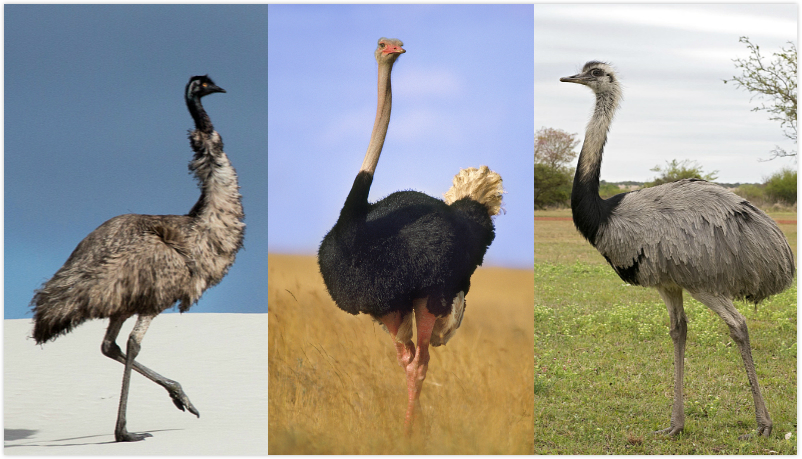 鸸鹋战争：1932年，带机枪的“澳大利亚皇家军团”，被一群鸟击败|鸸鹋|机枪|皇家_新浪新闻