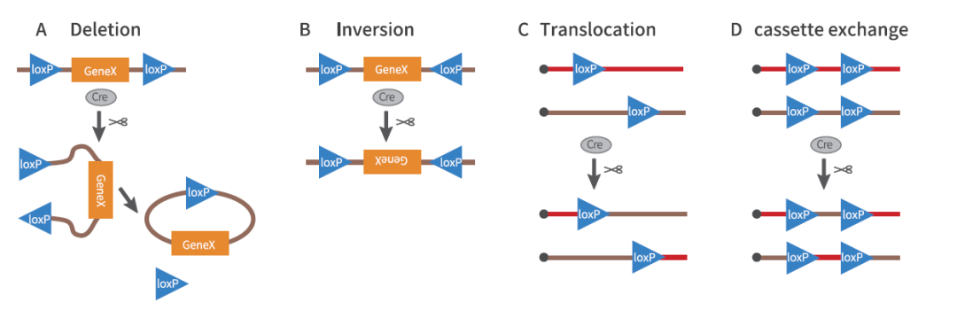 知识分享+豪礼相送 | 一起了解 Cre、Flp等重组酶系统的故事