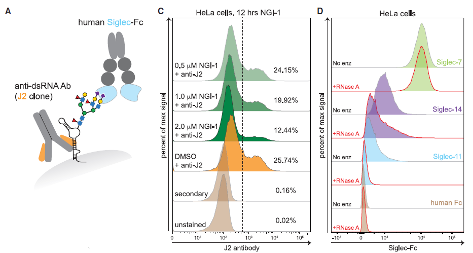 领域奠基之作：Cell 重磅报道可胞外展示的糖基化修饰 RNA——glycoRNA|RNA_新浪新闻