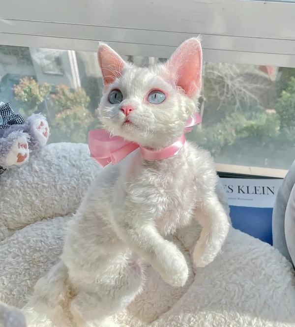 猫中小天使——德文卷毛猫