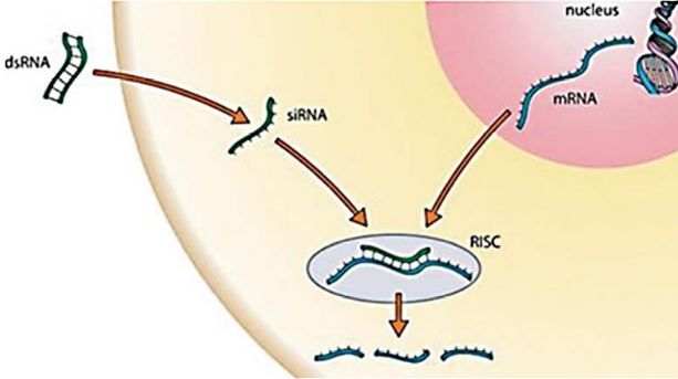 乙肝在研小核酸药物代表，siRNA及ASO，简介作用原理及候选药物