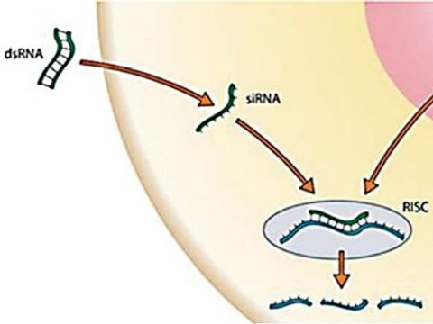 乙肝在研小核酸药物代表，siRNA及ASO，简介作用原理及候选药物|乙肝|药物|核酸_新浪新闻