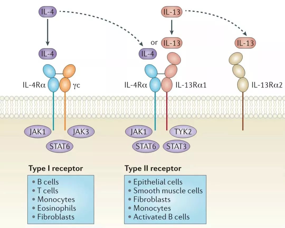 IL-4R度普利尤单抗：全球销售60亿美元！儿童湿疹适应症国内获准|普利|特应性皮炎|注射液_新浪新闻
