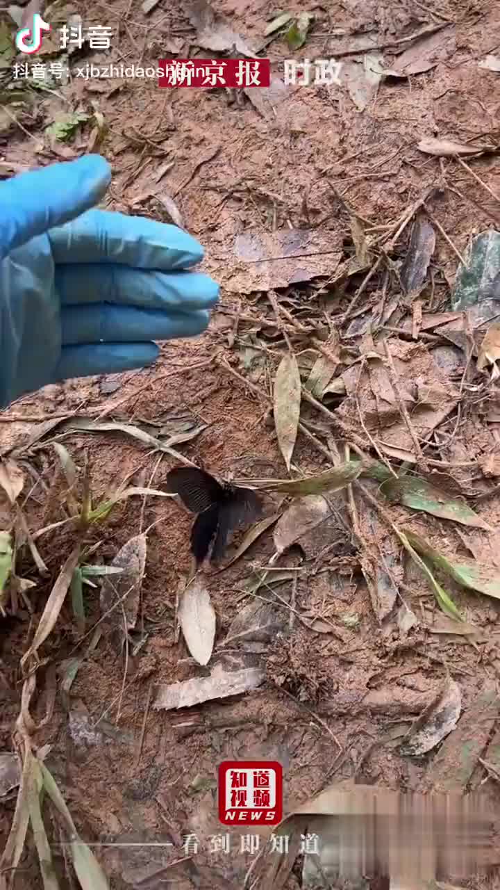 “3·21”东航MU5735航空器飞行事故现场有黑蝴蝶飘落……_新浪新闻