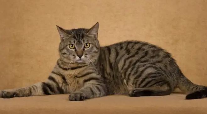 咱们本土的狸花猫到底有多强?