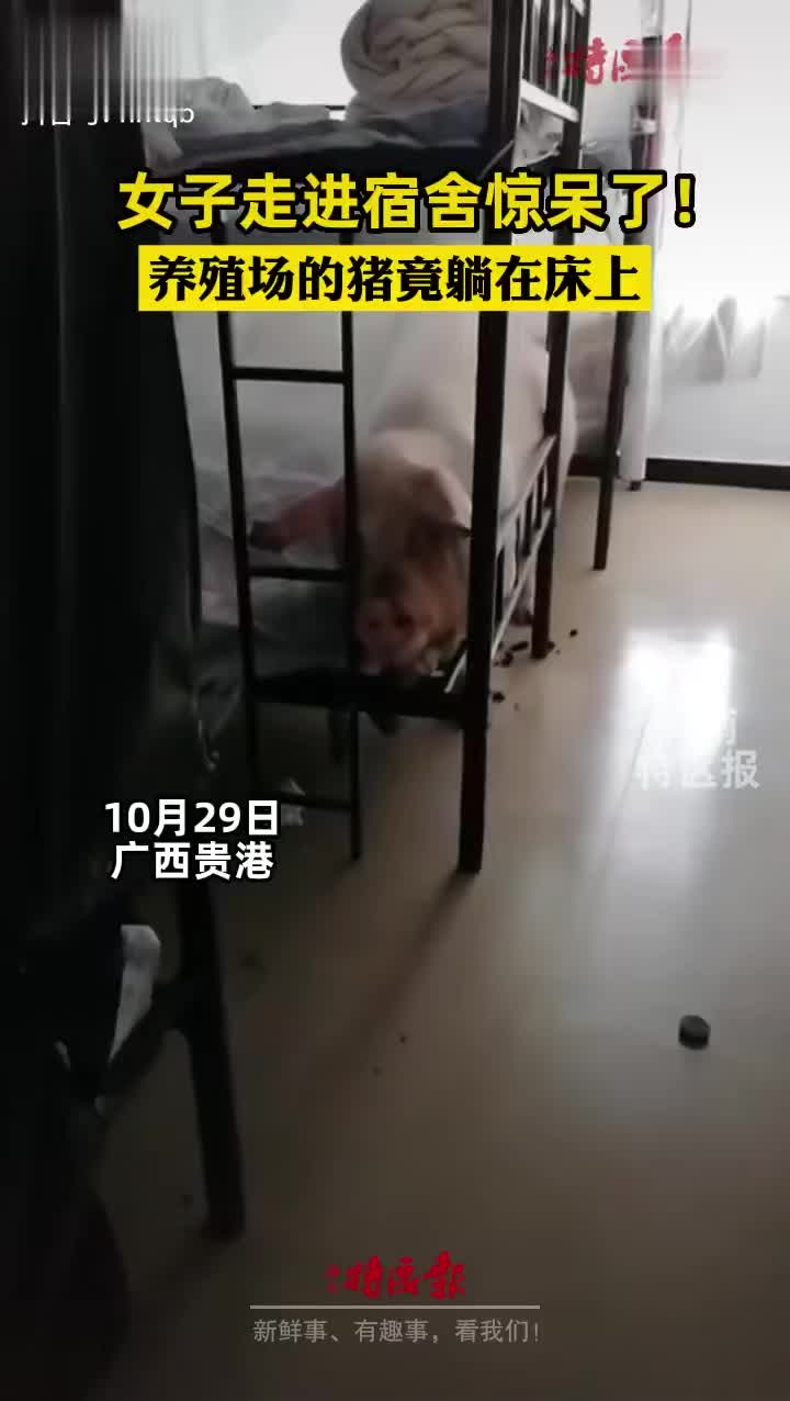 女子走进宿舍惊呆了!床上竟躺着一只猪猪新浪新闻