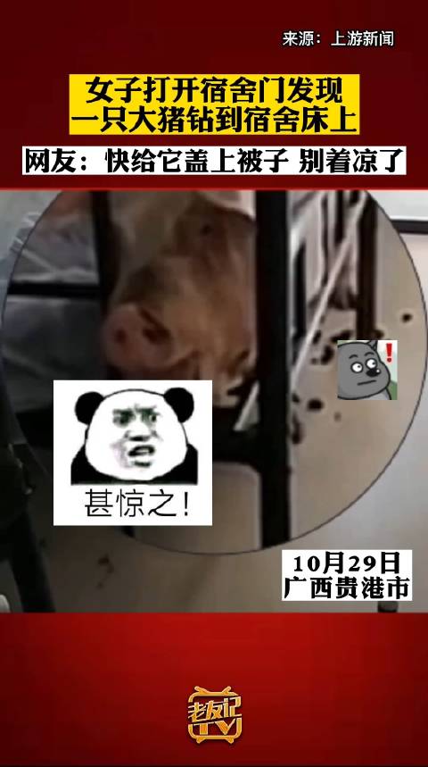 目瞪口呆!女子回宿舍发现床上躺着一头猪新浪新闻