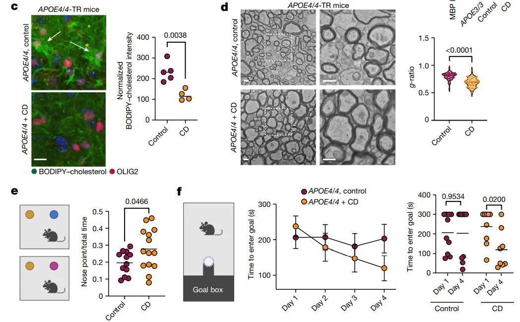 Nature：MIT蔡立慧团队系统研究APOE4对不同脑细胞产生的影响