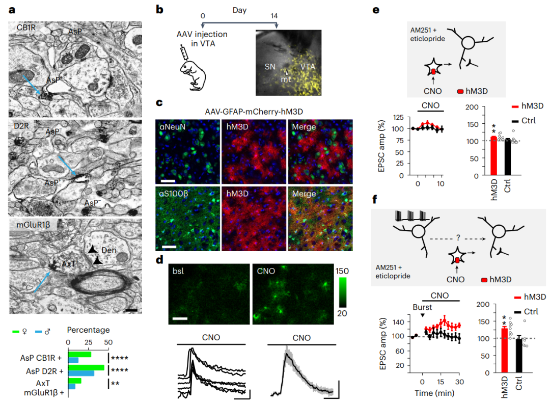 Nat Neurosci：星形胶质细胞介导VTA多巴胺神经元一种新形式的突触可塑性--bLTP