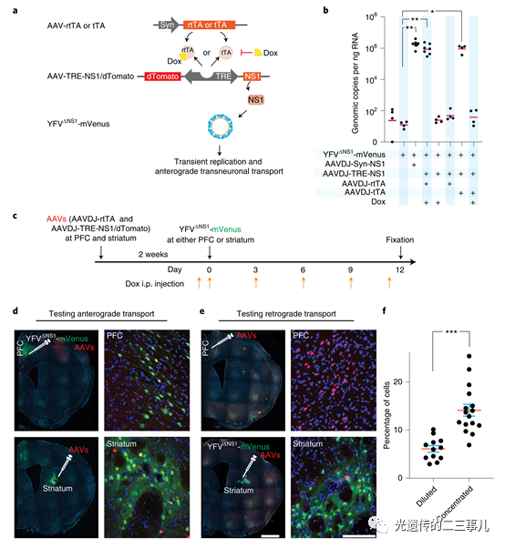 Nat Methods ：神经顺行示踪工具介绍——YFV-17D篇