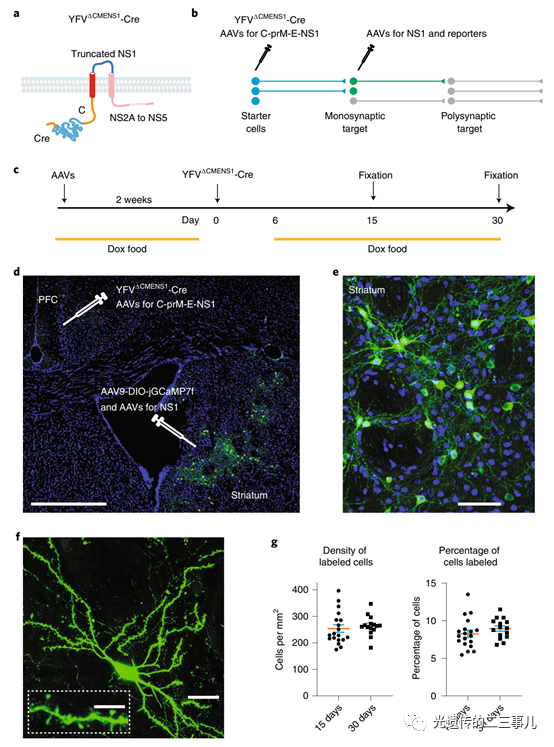 Nat Methods ：神经顺行示踪工具介绍——YFV-17D篇