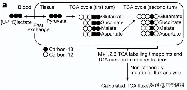 癌细胞能被饿死吗？《Nature》: 发现肿瘤代谢比预想的慢