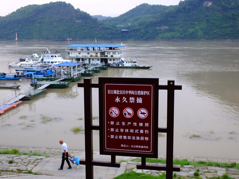 长江禁渔第二年成果显著，但外来物种“危机”酝酿，放生惹的祸？|黑鱼|放生|长江_新浪新闻