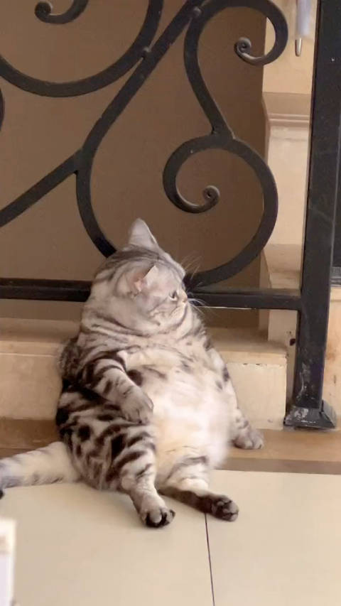 猫猫我啊,饿得有3分钟没吃饭了猫新浪新闻