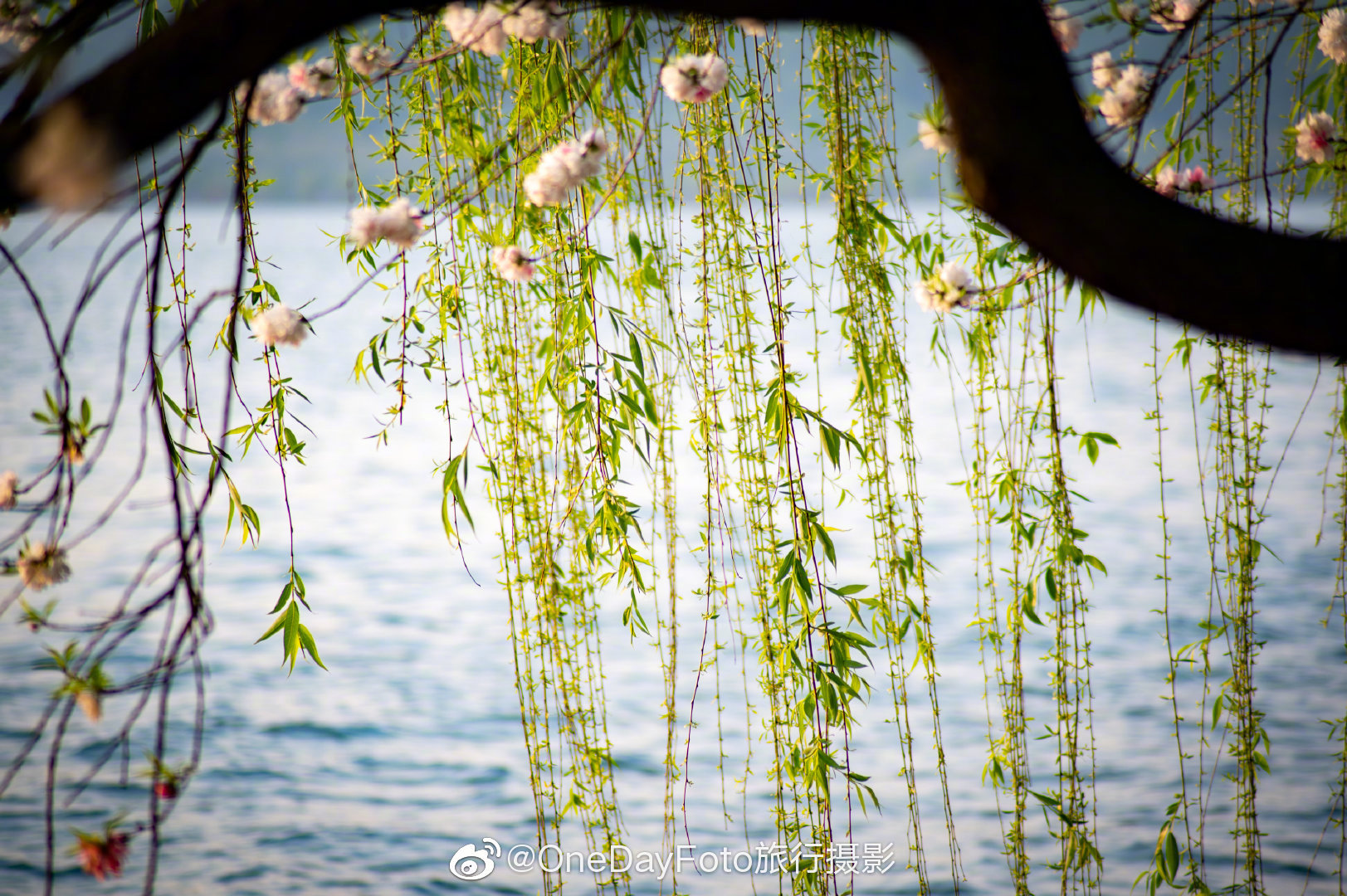 西湖十景之📍柳浪闻莺 阳春三月,桃红柳绿,黄莺飞舞