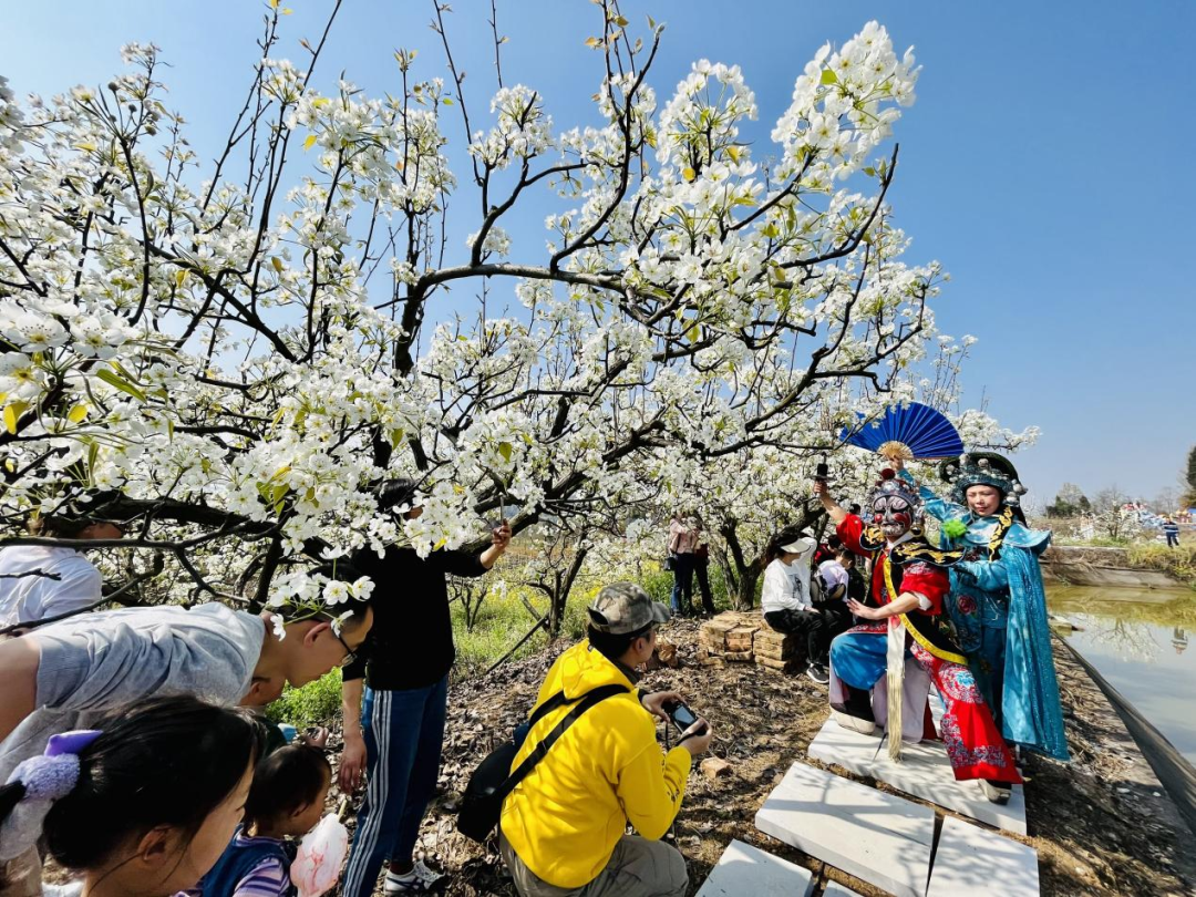 蜀乡图鉴 • 春分丨燕子北飞，陌上花开