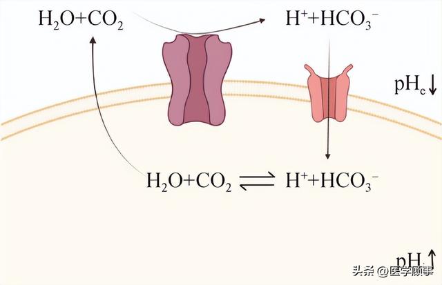 基于碳酸酐酶IX的肿瘤成像和治疗研究进展