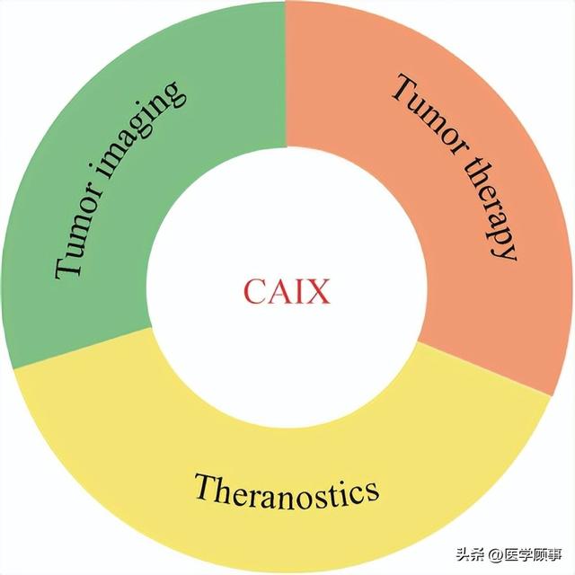基于碳酸酐酶IX的肿瘤成像和治疗研究进展