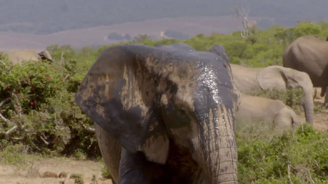 不肯离去的大象 The Elephant that Refuses to Leave 微博纪录片联盟|纪录片_新浪新闻