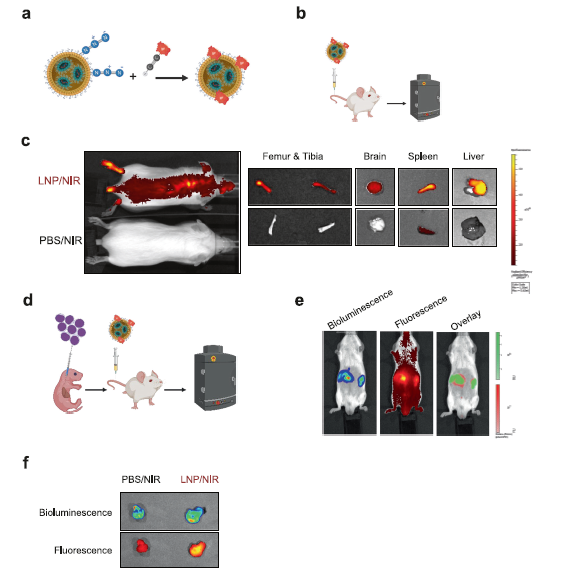 Leukemia | 纳米颗粒递送siRNA靶向融合基因治疗儿童急髓白血病