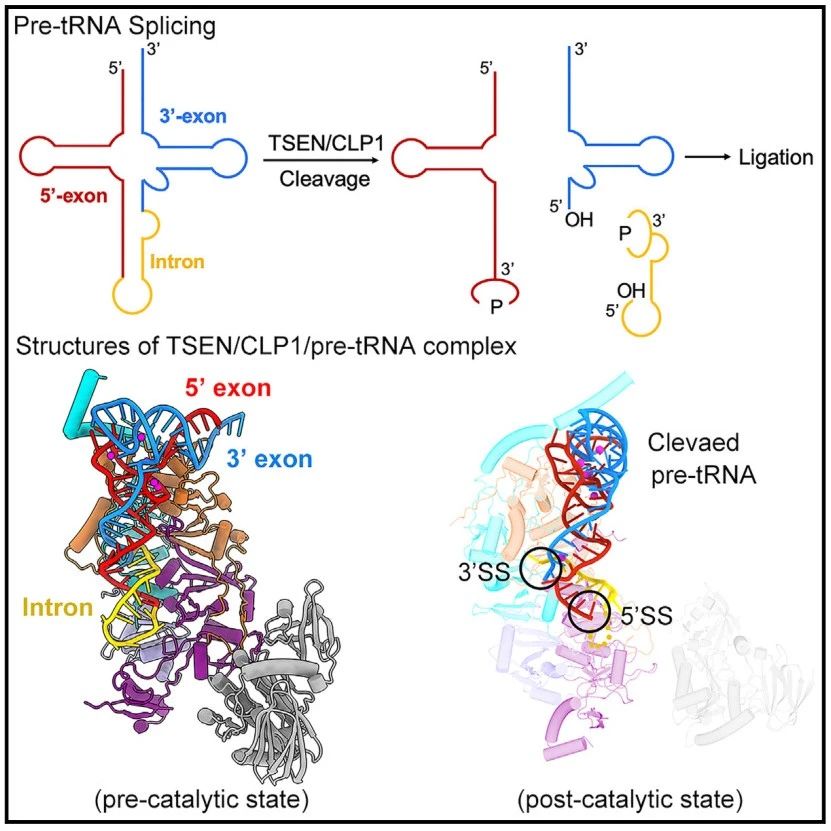 Molecular Cell 西湖大学施一公团队再获新进展！解析人类pre Trna剪接机制，完善剪接体结构「地图」 西湖大学 施一公 剪接体 新浪新闻