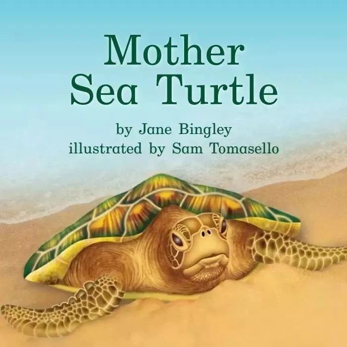 【英文有声绘本】海尼曼G2 39 Mother Sea Turtle|绘本_新浪新闻