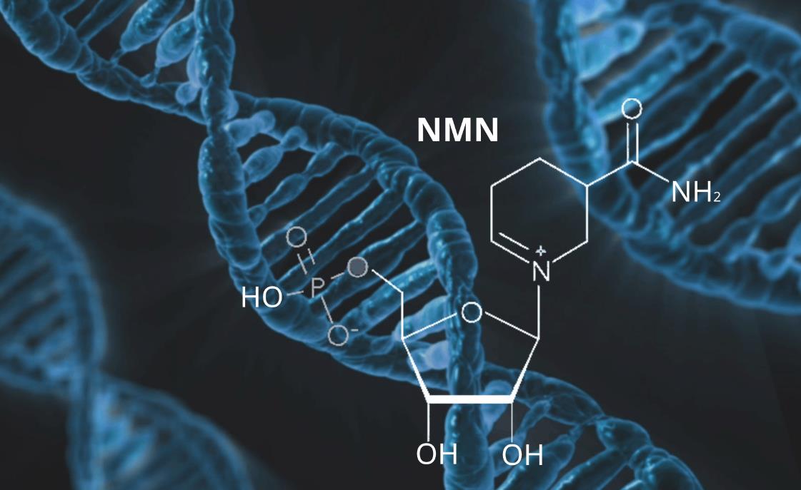 (GLGFAS)NMN能解决肥胖和亚健康问题|和亚|身体|亚健康_新浪新闻