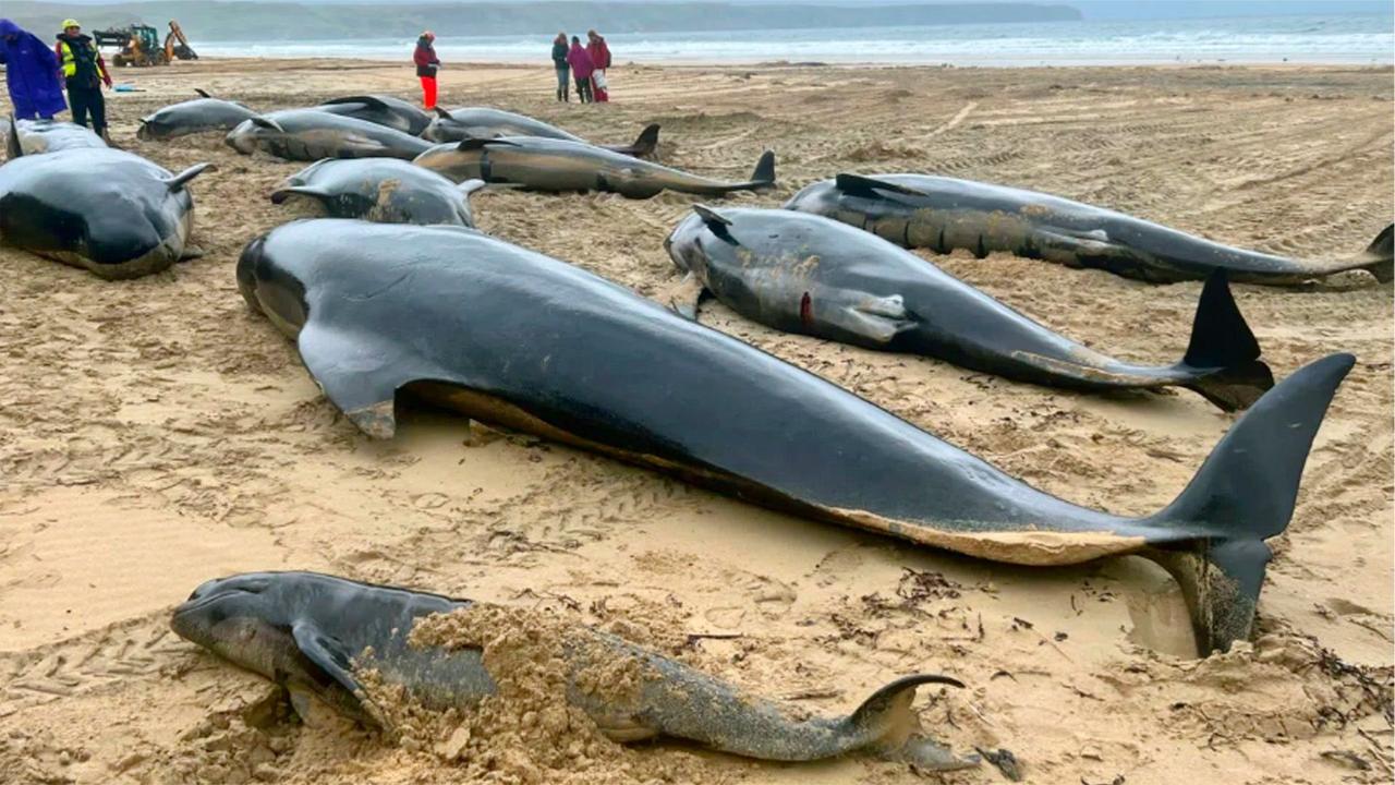 55头领航鲸在苏格兰海滩搁浅 虑不得脱幸存鲸鱼被安乐死|鲸鱼_新浪新闻