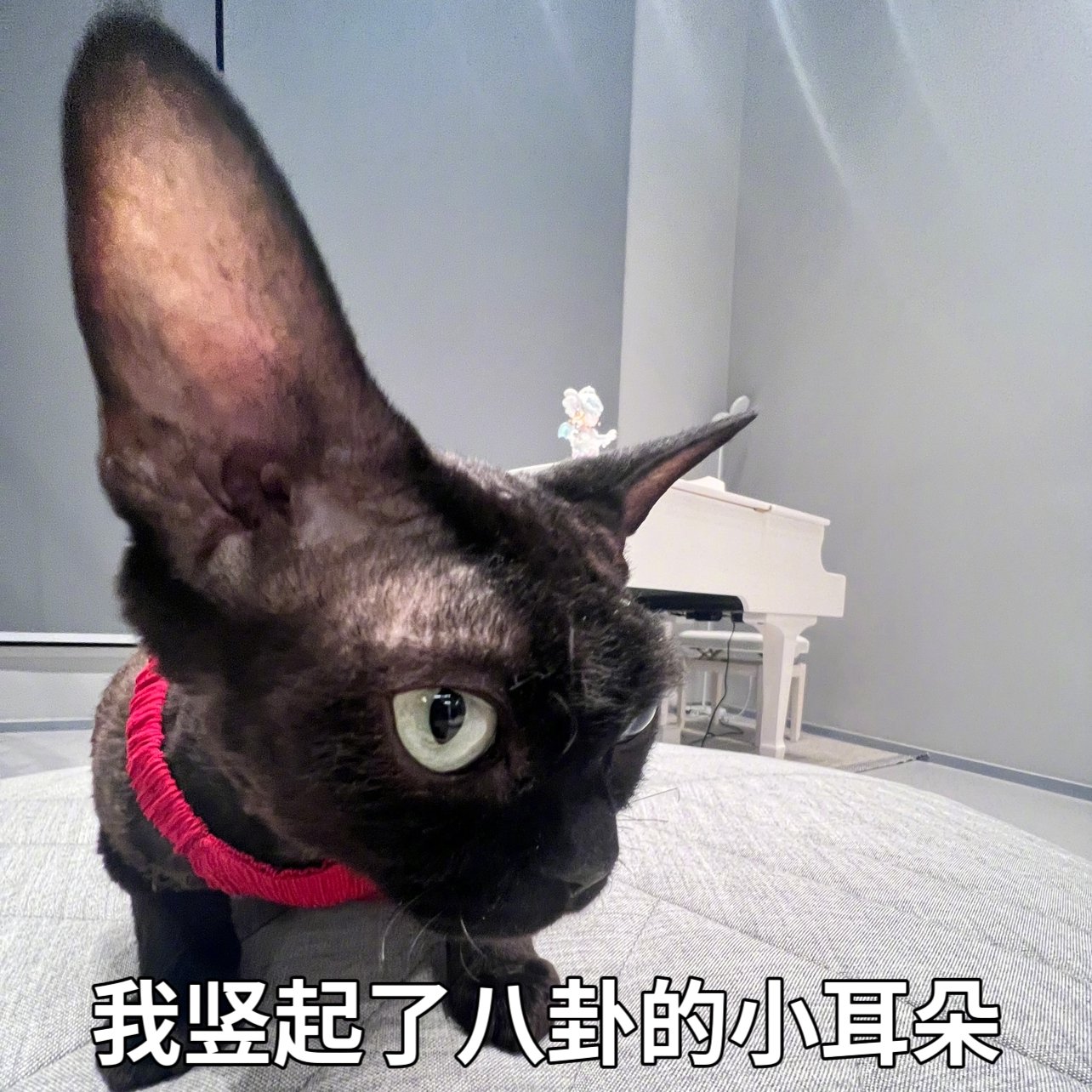 真🍉：华晨宇鸟巢演唱会嘉宾是PerPer|鸟巢|华晨宇|演唱会嘉宾_新浪新闻