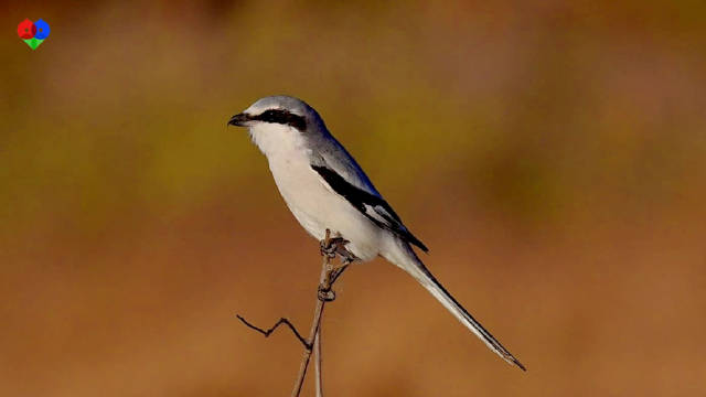 楔尾伯劳（学名：Lanius sphenocercus）是伯劳科伯劳属的鸟类……_新浪新闻