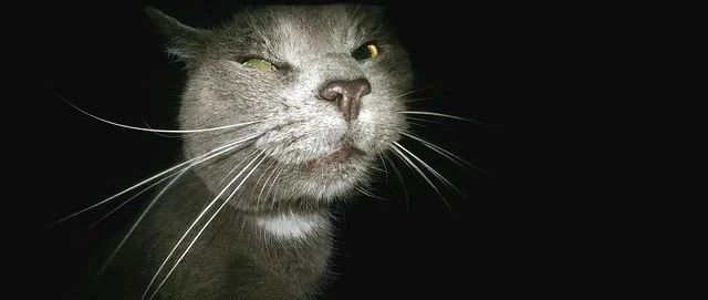 比VS Code快得多！用Rust重写，支持OpenAI、Copilot 的Zed编辑器开源了|编辑器|Rust|开源_新浪新闻