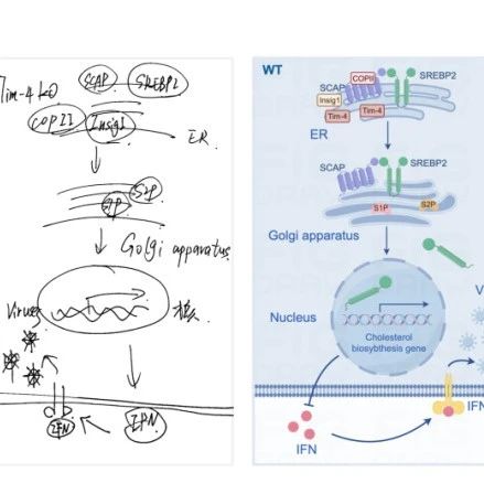 重磅！Figdraw上线“协作绘图”功能，团队共创效率高|绘图|协作|科研_新浪新闻