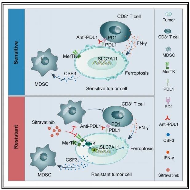 Cell Rep Med | 复旦大学董琼珠/钦伦秀/陆录发现提高肝癌免疫检查点抑制剂疗效的潜在新策略|肿瘤|复旦大学_新浪新闻
