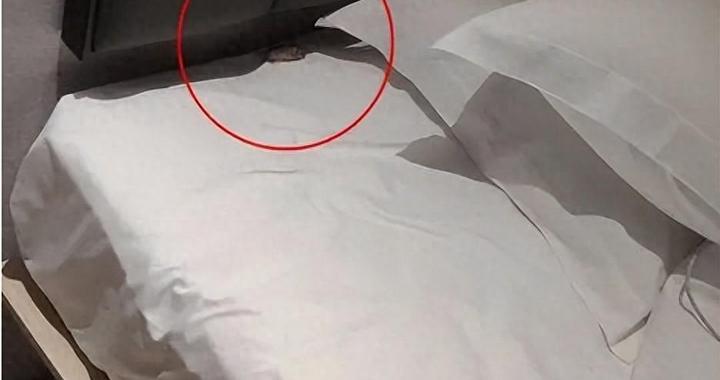 女子入住酒店发现床上有老鼠乱窜?涉事酒店:已经处理完了酒店格林涉事新浪新闻