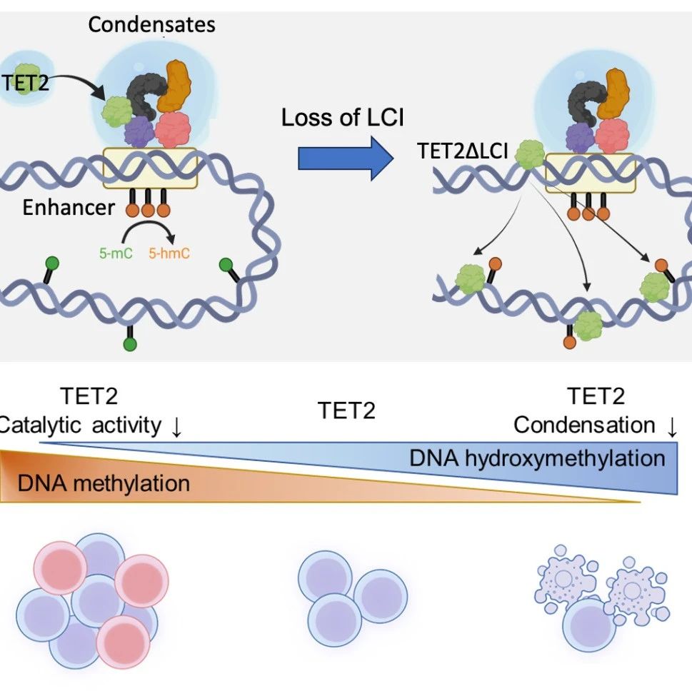 NCB | 黄韵/周育斌团队揭示TET2选择性调控DNA去甲基化与基因转录的关键机制|DNA|基因_新浪新闻