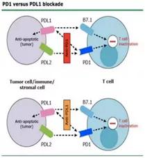 PD-1单抗vs PD-L1单抗：同是免疫药物，两者却有四大不同|肺癌_新浪新闻