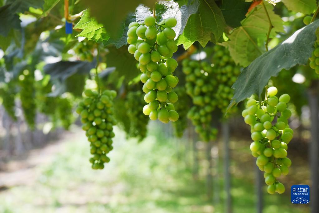 小葡萄撬動大產業 - 新浪香港