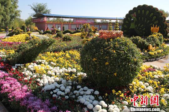 新疆五家渠办首届菊花艺术造型展 10万盆菊花亮相 菊花 造型 新疆 新浪新闻