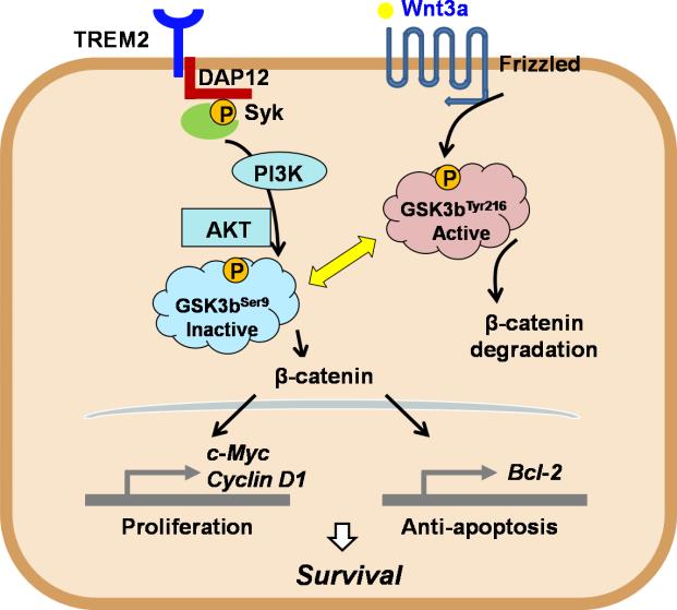 医学院卜国军和郑红花课题组揭示阿尔茨海默病最新风险因子TREM2调控小胶质细胞的存活机制_新浪新闻
