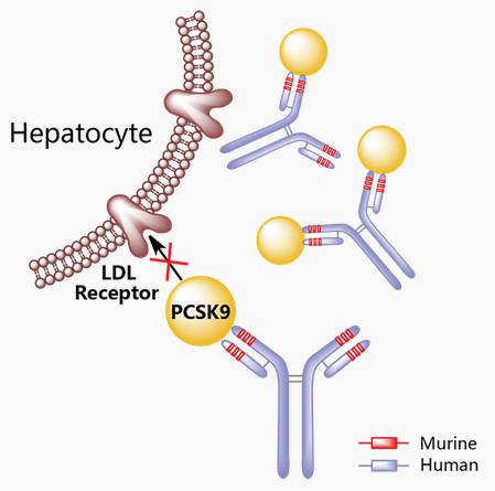 PCSK9靶点药物国内外企业布局进展