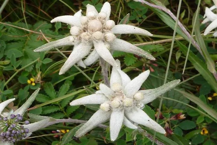 【每日一歌】Edelweiss（乡村篇）