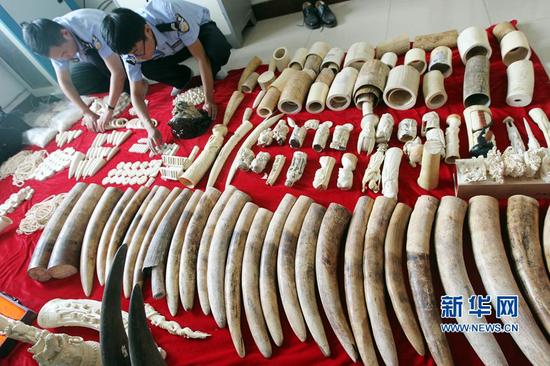 河南许昌查获象牙制品207.4公斤_业界聚焦_新浪收藏_新浪网