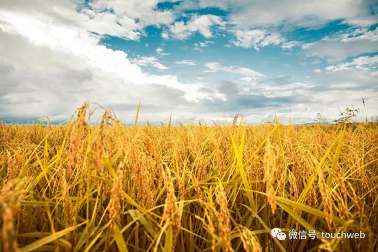 十月稻田冲刺港交所：主打厨房主食食品 年营收45亿_手机新浪网